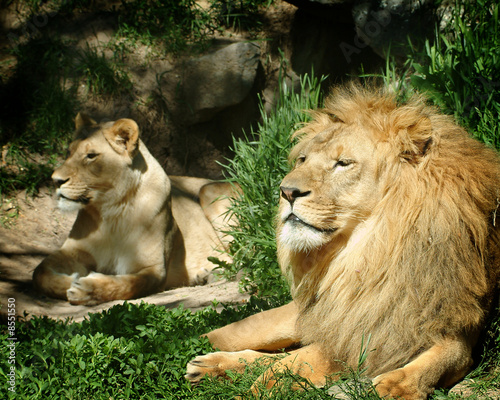 suney lion,ion,odeer_大山谷图库