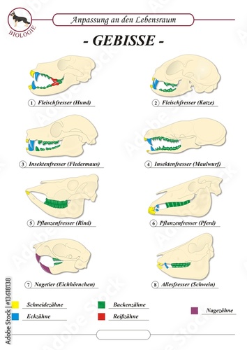 "SaugetiereGebiss" Stockfotos und lizenzfreie Bilder auf Fotolia.com ...