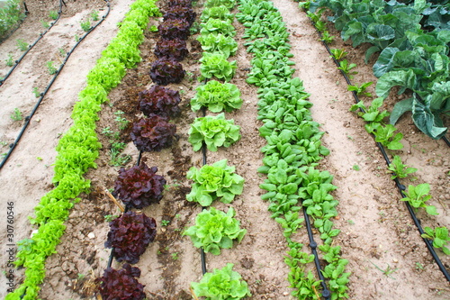 INFORMACIONES AGRONOMICAS: ASPECTOS GENERALES A CONSIDERAR EN LA ...