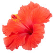 Free Stock photo of Pretty yellow hibiscus flower | Photoeverywhere