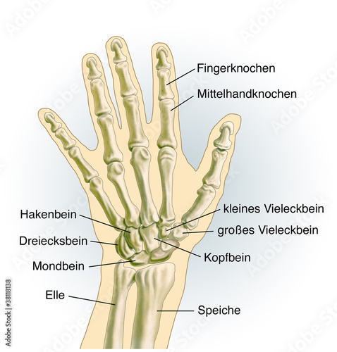 "Handgelenk. Knochen" Stockfotos und lizenzfreie Bilder auf Fotolia.com ...