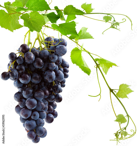 "grappe de raisin rouge" photo libre de droits sur la banque d'images ...