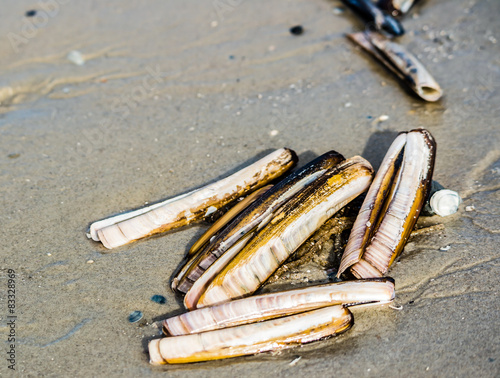 "Nordsee Muscheln" Stockfotos und lizenzfreie Bilder auf Fotolia.com ...