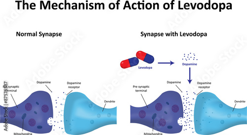 "Levodopa Mechanism of Action" Stock photo and royalty-free images on ...