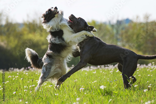 Köp Hundar Posters & Affischer på EuroPosters.se