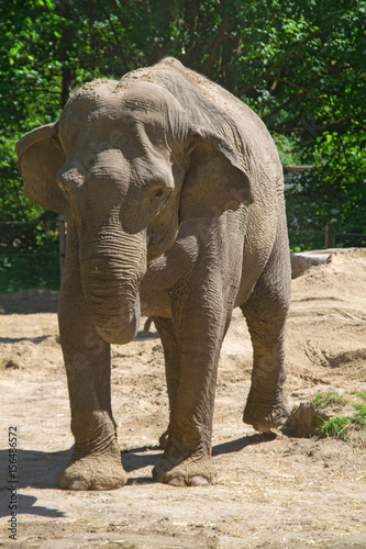 Koop Olifanten Posters van EuroPosters.nl