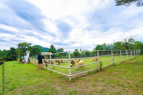 Sheep cage | Buy Photos | AP Images | DetailView