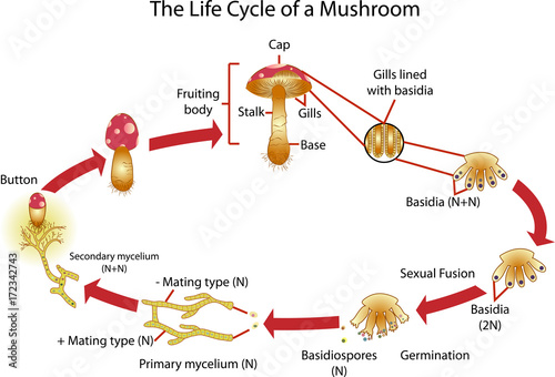 [DIAGRAM] Death Cap Mushroom Life Cycle Diagram - WIRINGSCHEMA.COM