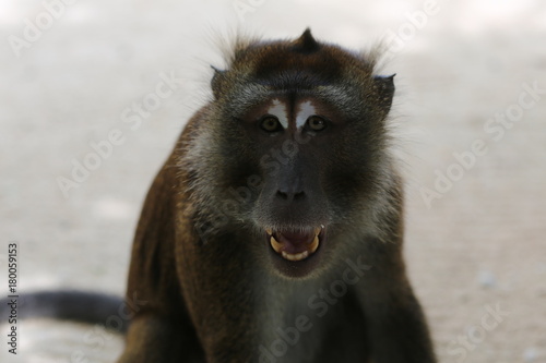 Poster Scimmie - Scopri Poster e Foto su EuroPosters