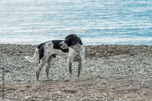 Hunde Plakater & Posters - Billige plakater køb online | Europosters.dk