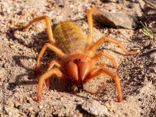 Solifuge (Camel Spider / Red Roman / Solipugid) | Buy Photos | AP ...